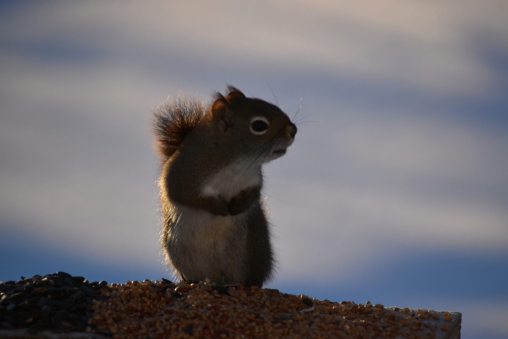 El simbolismo de la ardilla como animal de poder: secretos revelados ...