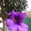 Descubre el poder transformador del violeta: el significado espiritual ...